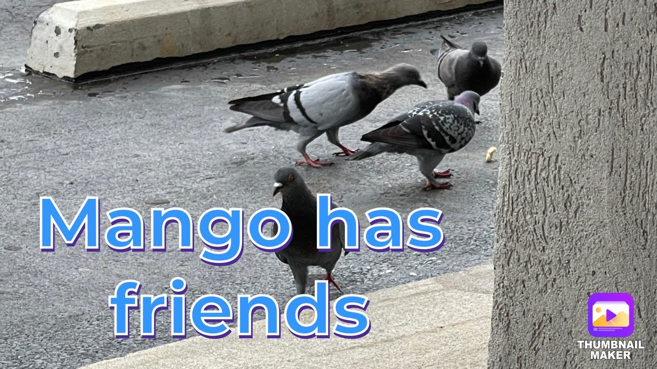 Mango has friends over here - YouTube