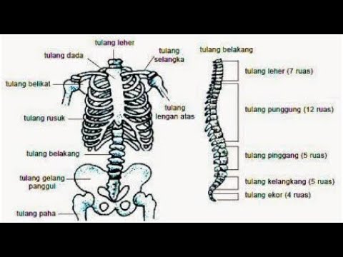 Kontradiksi Quran dan Sains – Part 1 - Dari mana keluarnya sperma?