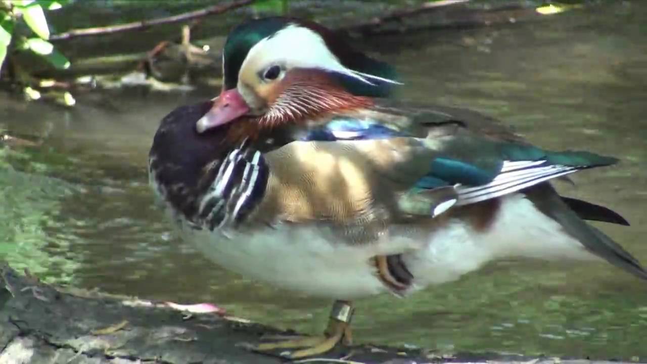Mandarin Duck (Anatra Mandarina) - Pato Mandarin - YouTube