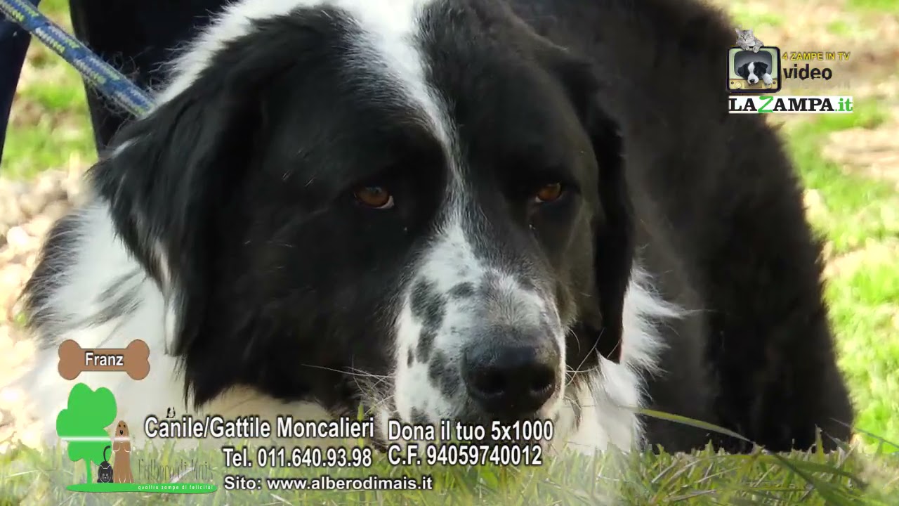 CANILE MONCALIERI (88) Puntata 1157 - YouTube