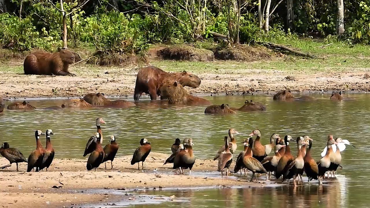 CAPYBARA (HYDROCHOERUS HYDROCHAERIS) WILD DUCKS, CAPIVARA, Animals from ...