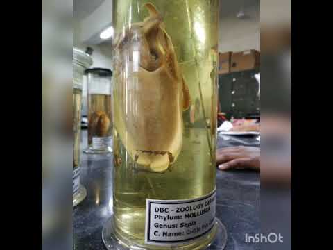 Unio, sepia, loligo,pila, octopus,dentalium,chiton specimen - YouTube
