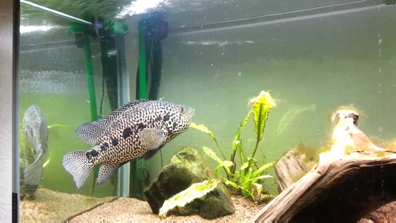 Parachromis managuense, jaguar cichlid, XL - YouTube