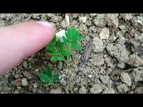 Dokununca Küsen Çiçek ( Küstüm Çiçeği )