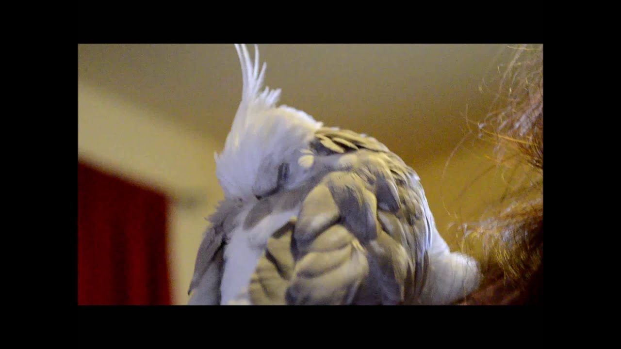 Cockatiel Napping - YouTube