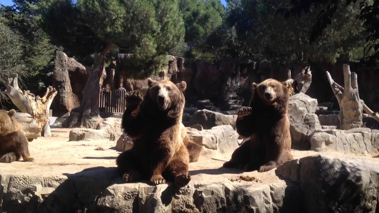 Bears wave for food 4 of them ! - YouTube
