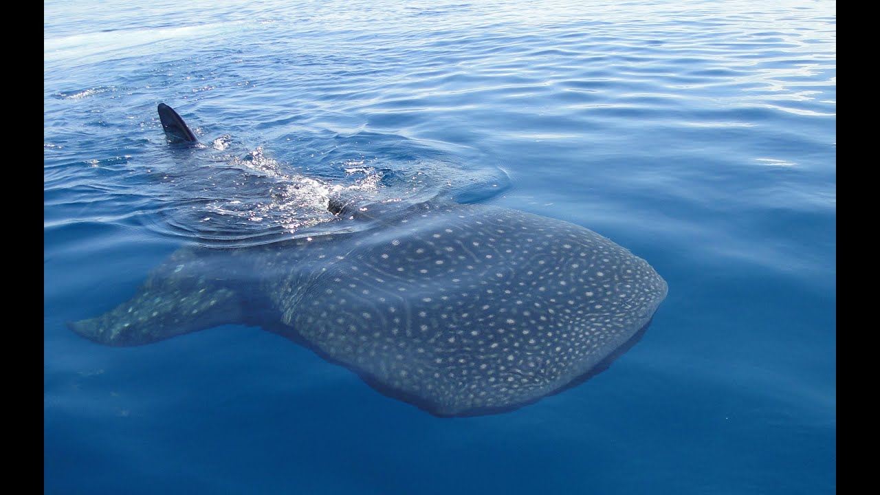 Whale Sharks, Caribbean - YouTube