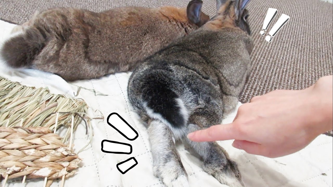 Don't Touch Rabbit Feet. - YouTube