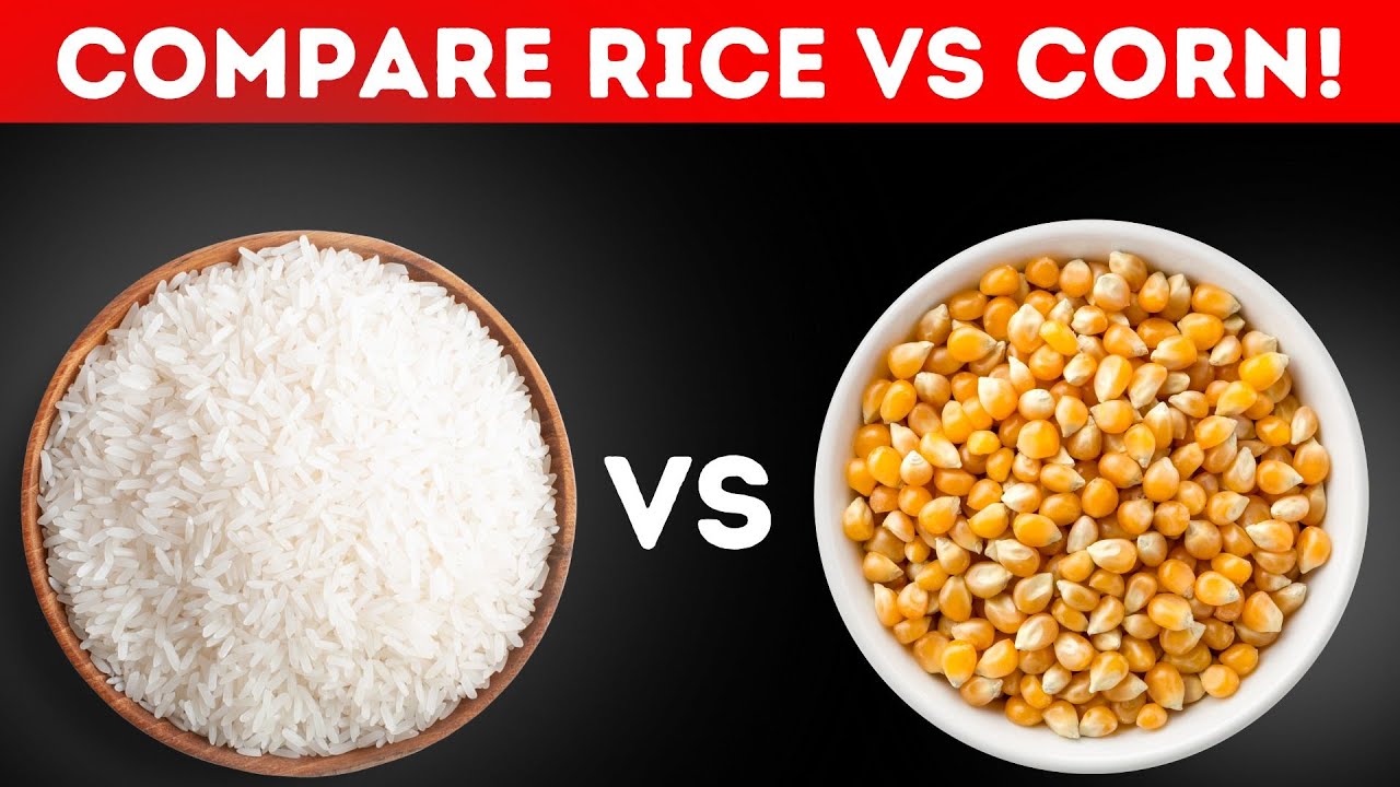 Comparison Rice vs Corn Benefits of Good Health - YouTube