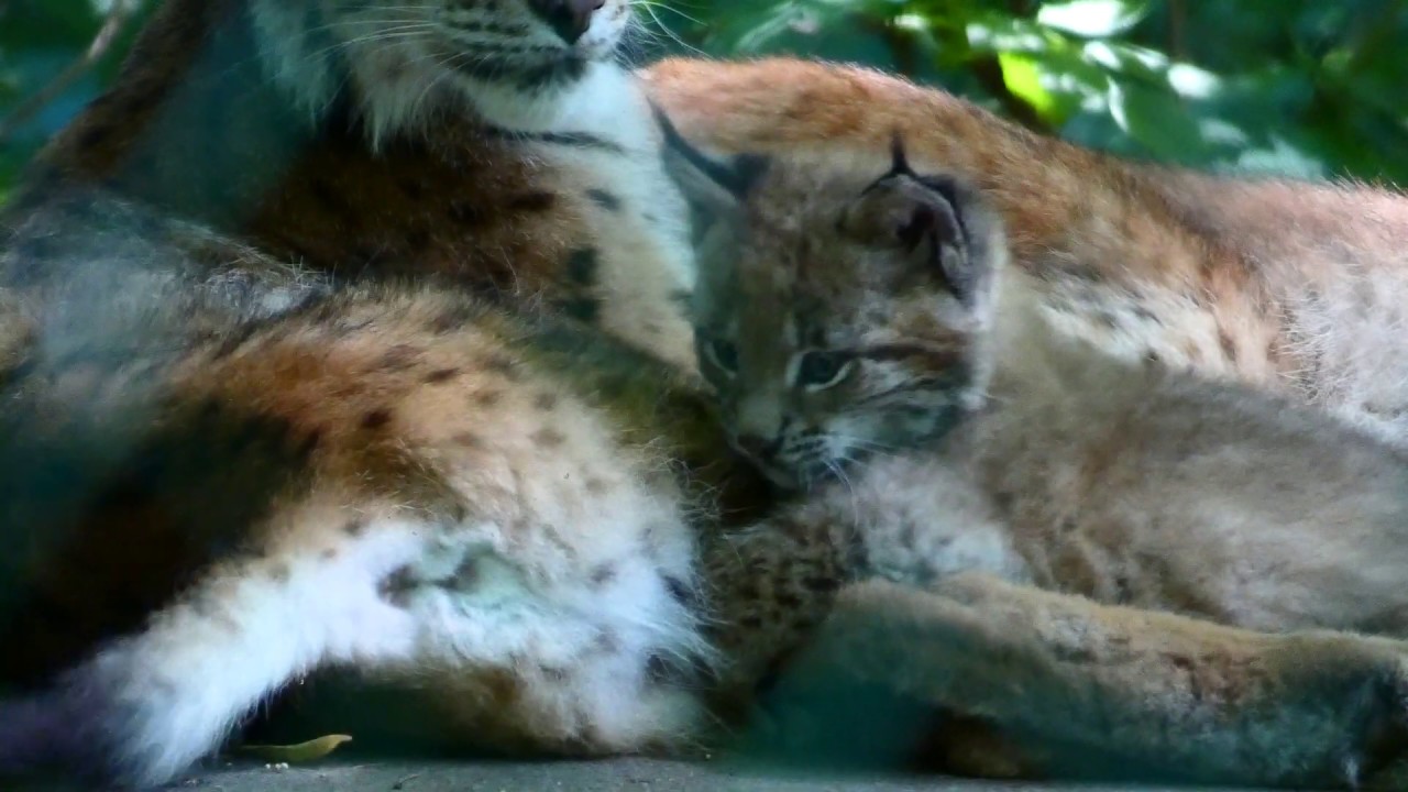 Luchs Baby im Tiergarten Zoo Schönbrunn geboren (Lynx lynx) Park ...