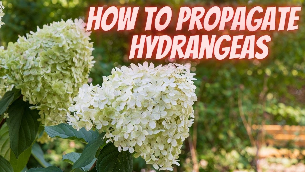 How to Propagate Hydrangeas | Growing Hydrangeas - YouTube