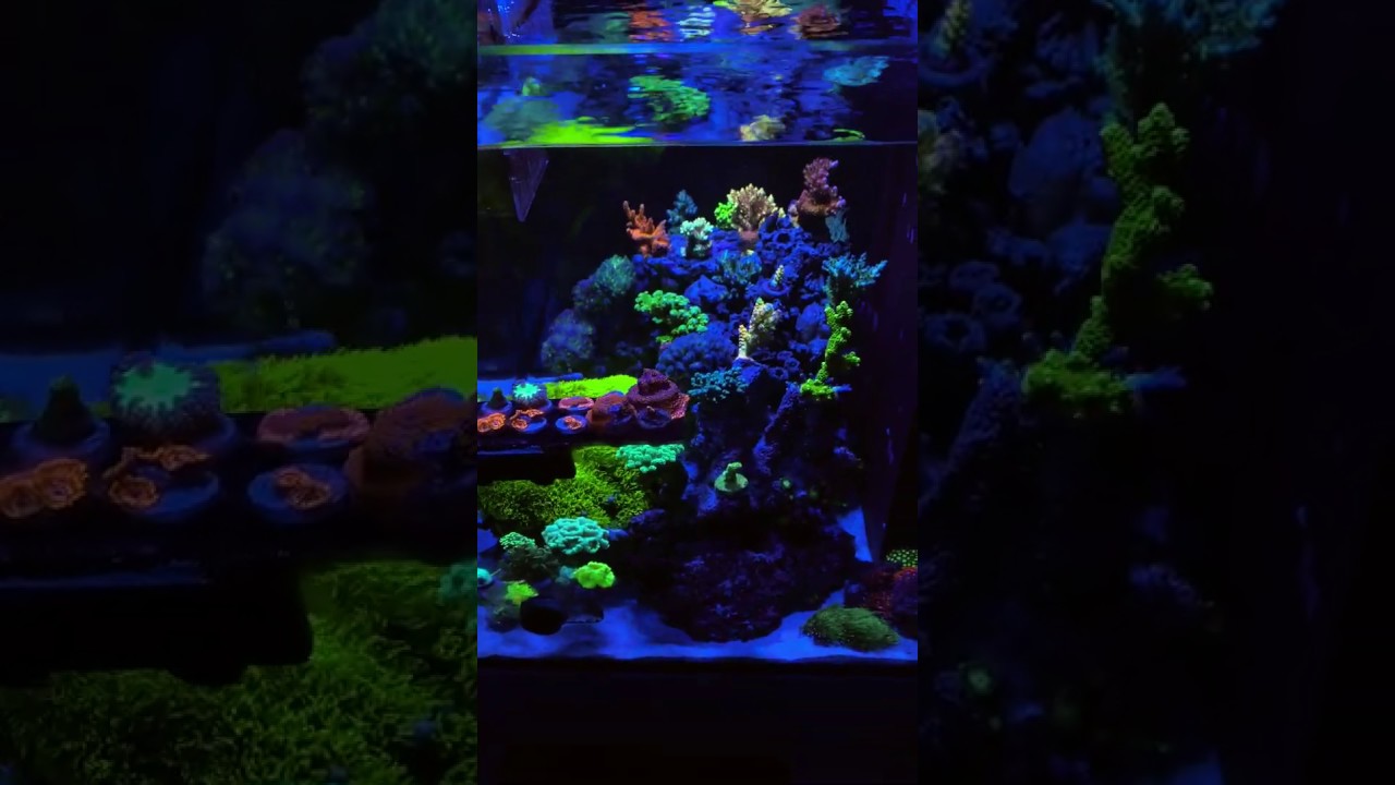 Red Sea Reefer 170 Quick Walkaround! - YouTube