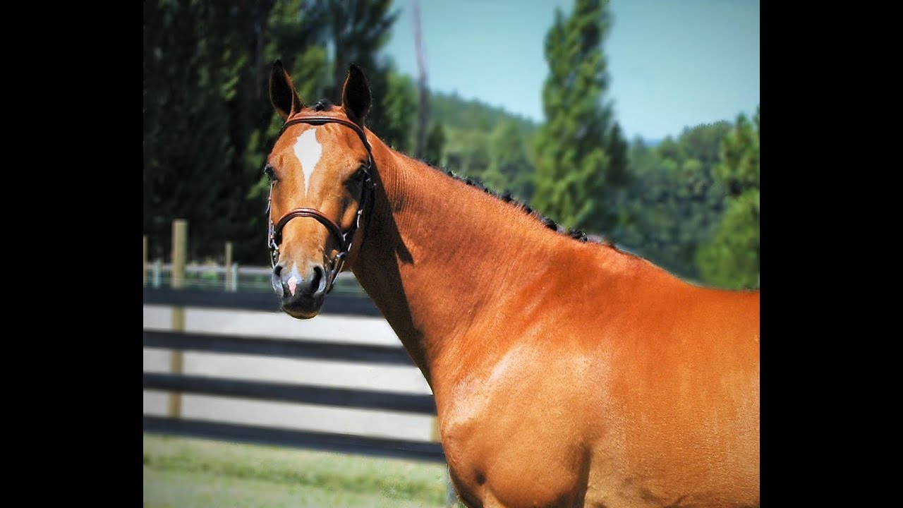 2018 Oldenburg Gelding "Crescendo SE" - YouTube