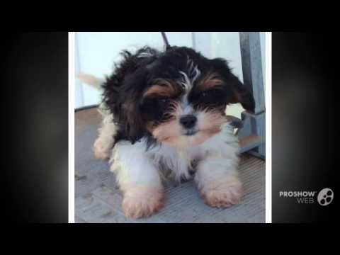 Lhasalier Dog breed - YouTube