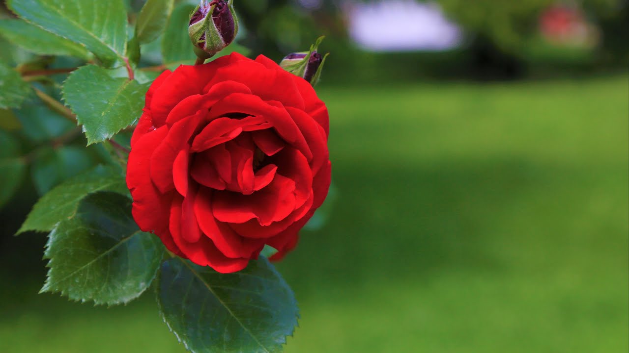 A Poor Man’s Roses (Or a Rich Man’s Gold) - Patsy Cline: with Lyrics(가사 ...