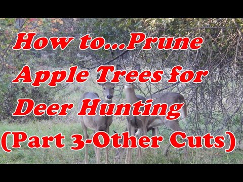 How to Prune Apple Trees for Deer Hunting-Part 3 - YouTube