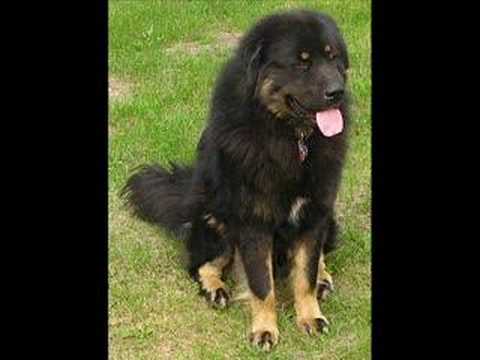 Tibetan Mastiffs in Alaska - YouTube