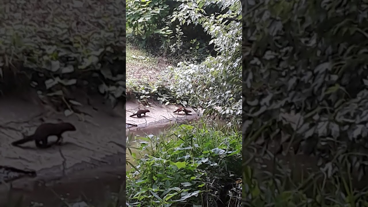 Mink in Ohio - YouTube