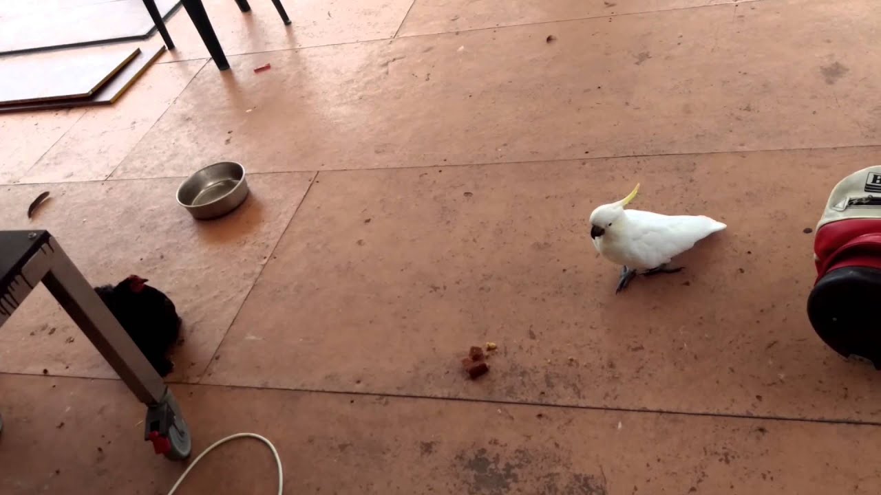 Thug life, chicken vs cockatoo - YouTube