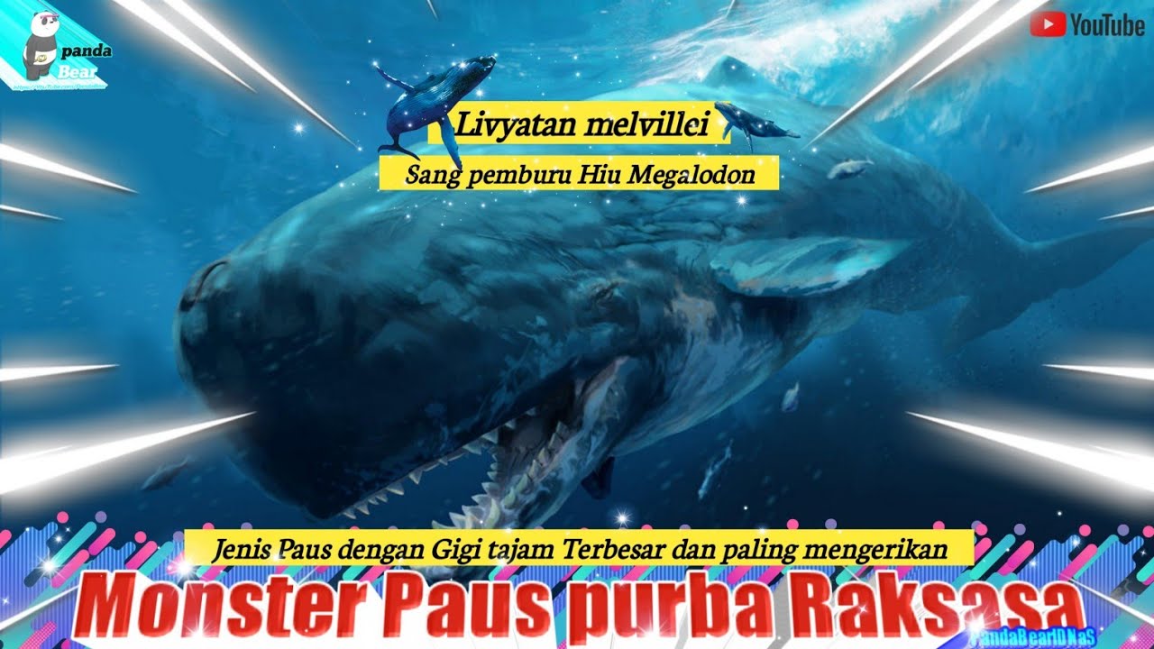Fakta Livyatan melvillei, Paus purba Raksasa pemburu Hiu MEGALODON ...