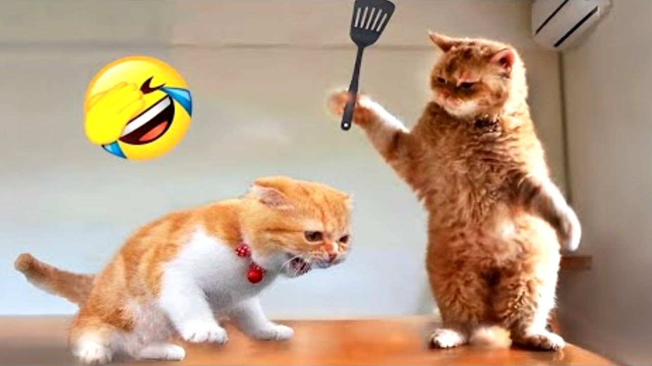 Funny and Cute Cats Compilation | One Hour of the Best Cat Videos - YouTube