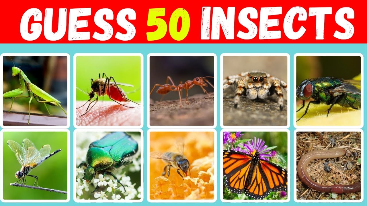 Guess 50 INSECTS in 3 second | Easy, Medium, Hard, Impossible ...