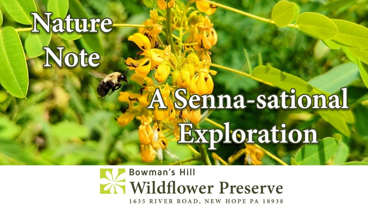🌱A Senna-sation Exploration: Step into a World of Wild Senna🌿 - YouTube