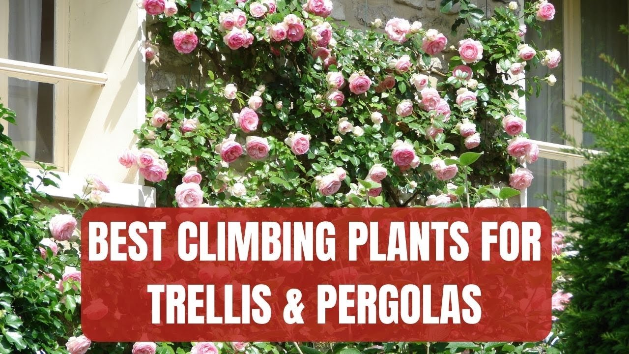 The Best Climbing Plants For Trellis, Pergolas & Wires - YouTube
