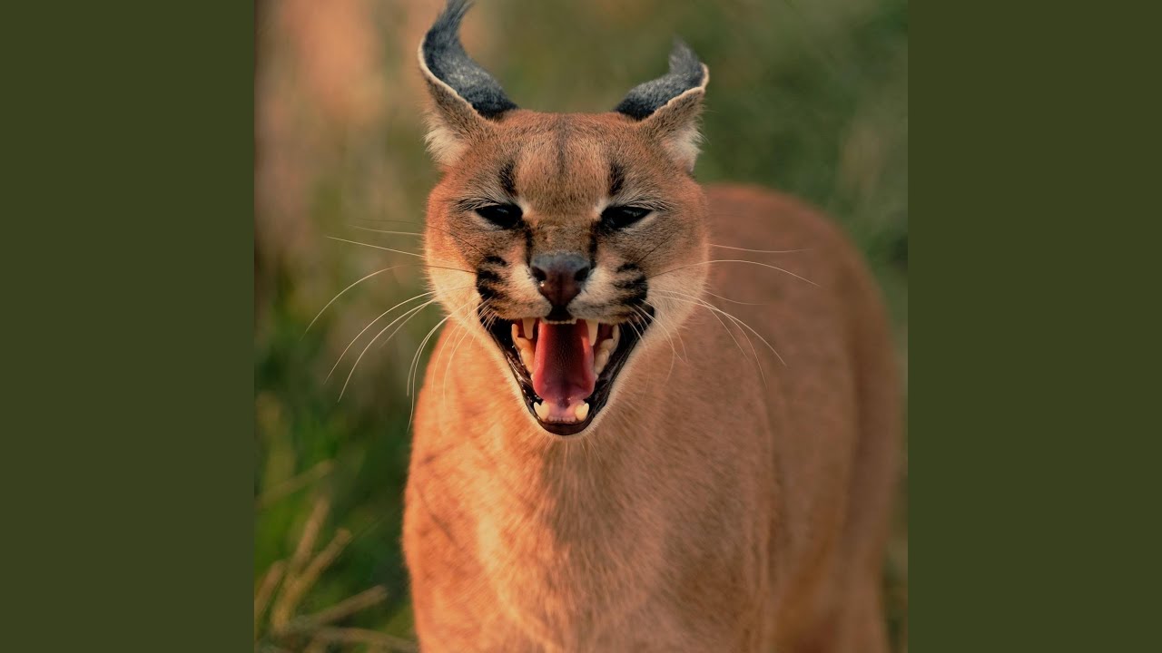 Pixie Death - YouTube