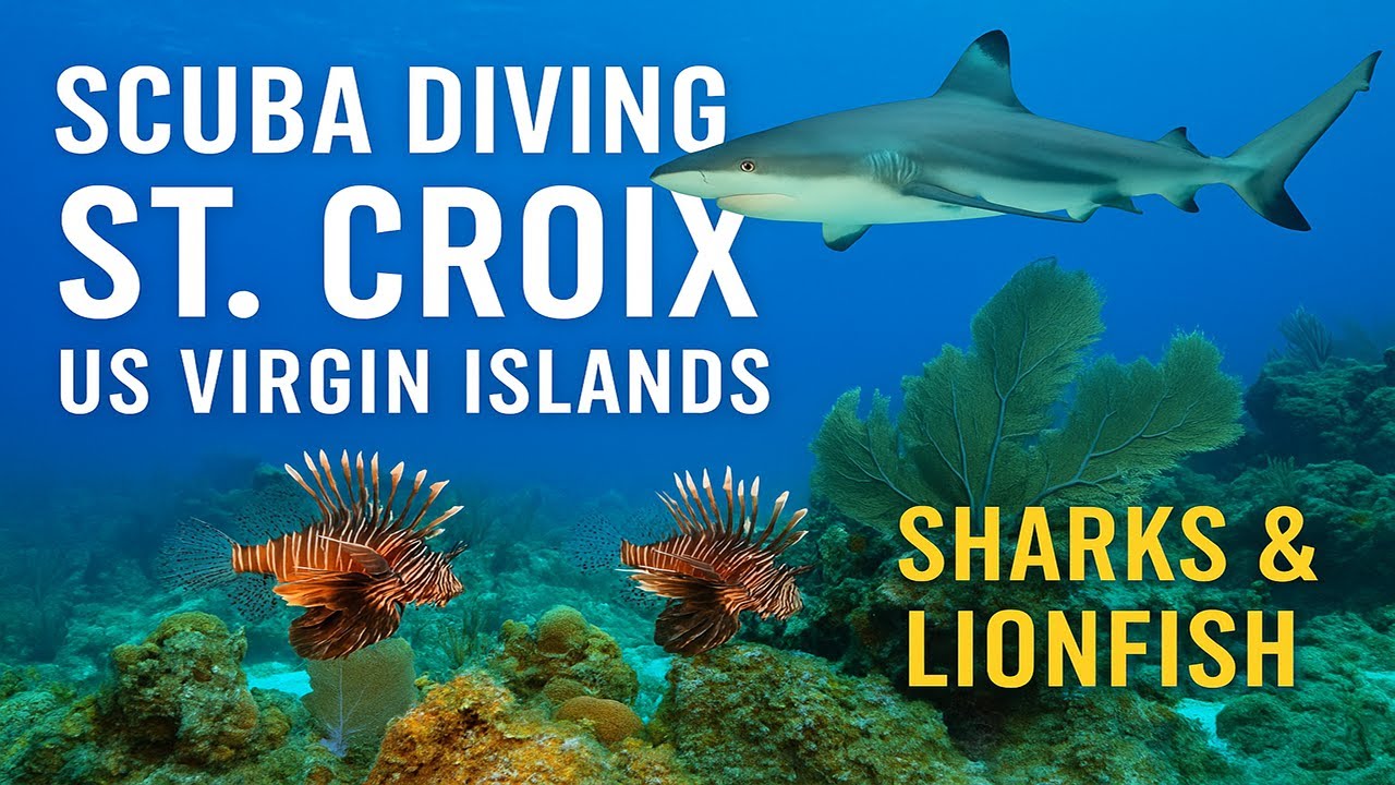 St Croix SCUBA Diving - May 2021 - YouTube