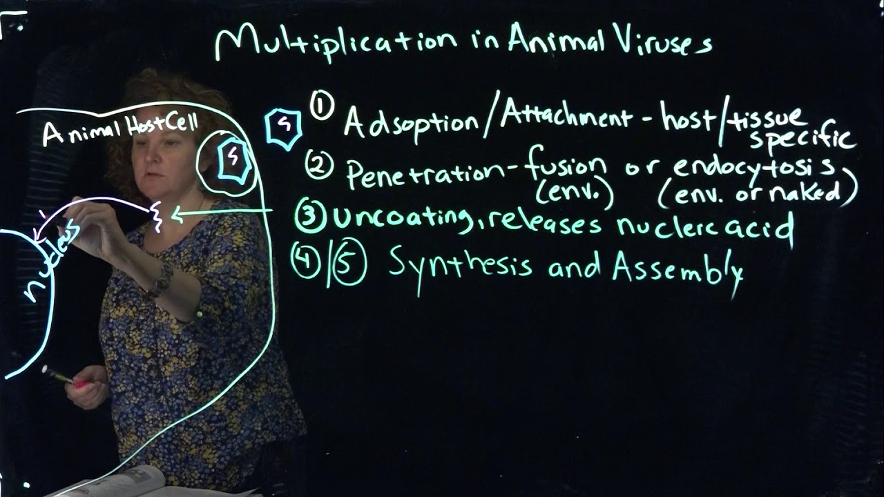 Multiplication of Animal VIruses - YouTube