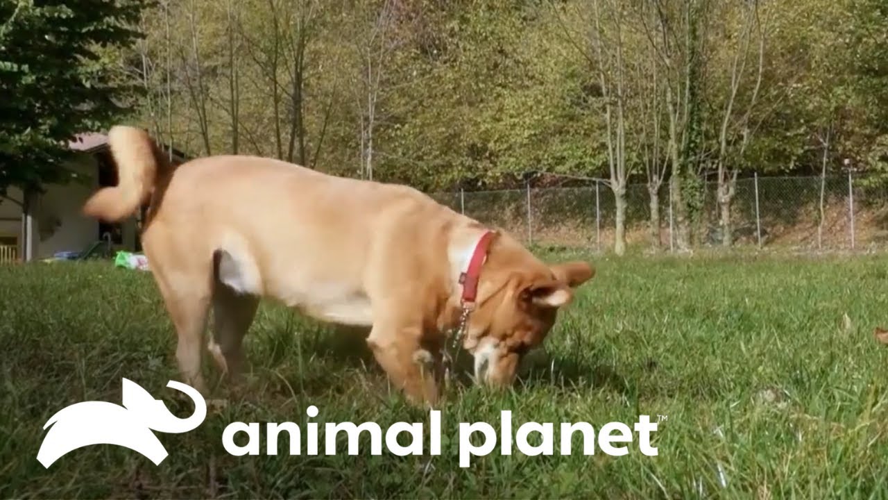 El instinto canino de enterrar objetos | Los Secretos del Mundo Animal ...