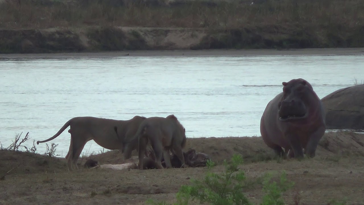 Lion vs. Hippo in the wild of Tanzania - YouTube
