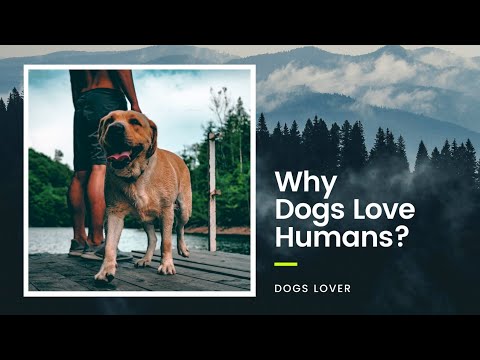 Why Dogs Love Humans? - YouTube