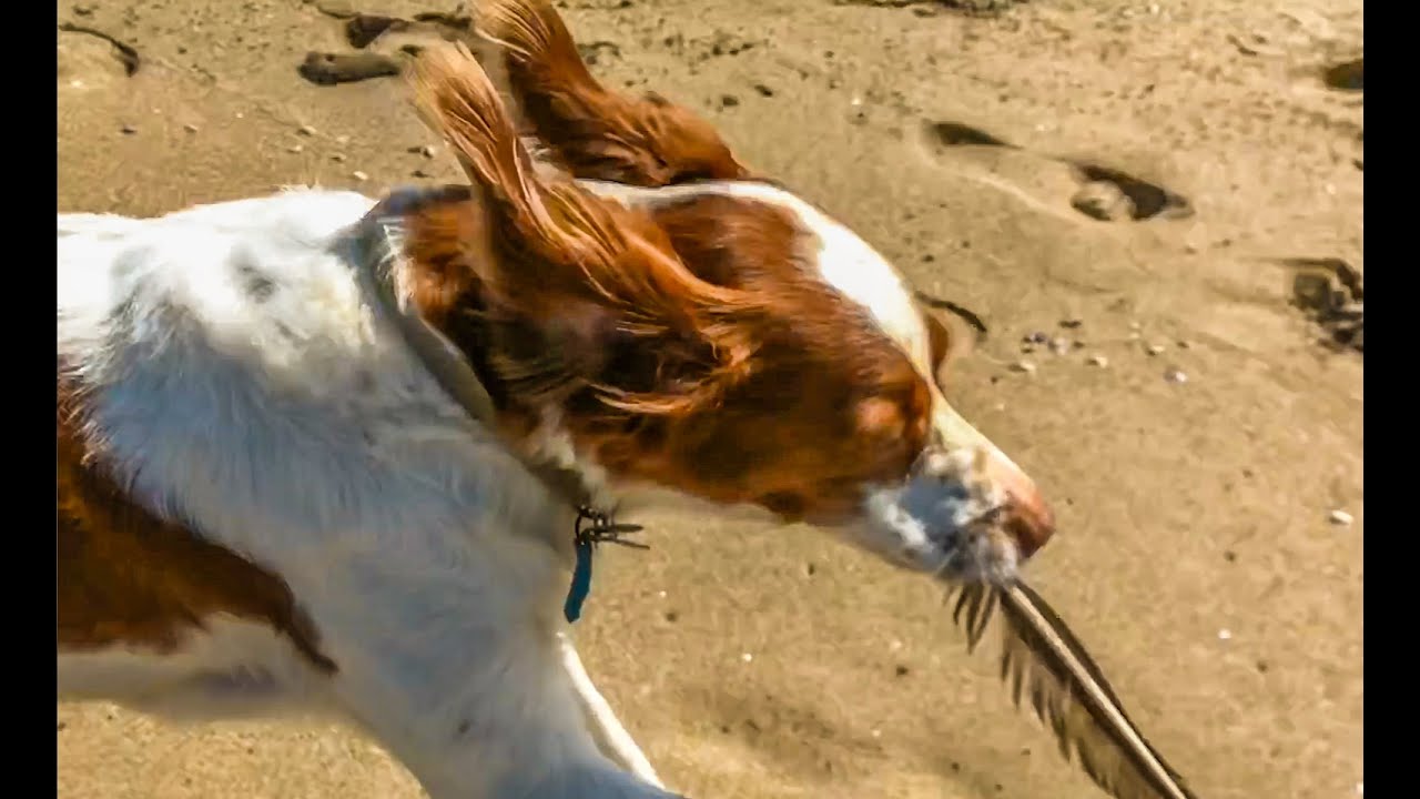 🐕 Big Time Bird Dog 🐶 - YouTube
