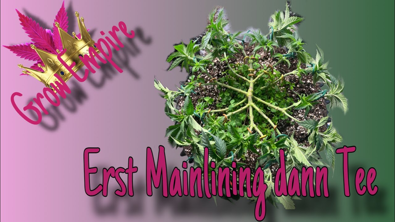 🪴👑Cannabis Mainlining letztes Training. Und dann einen Tee ☕️🏰💨 - YouTube