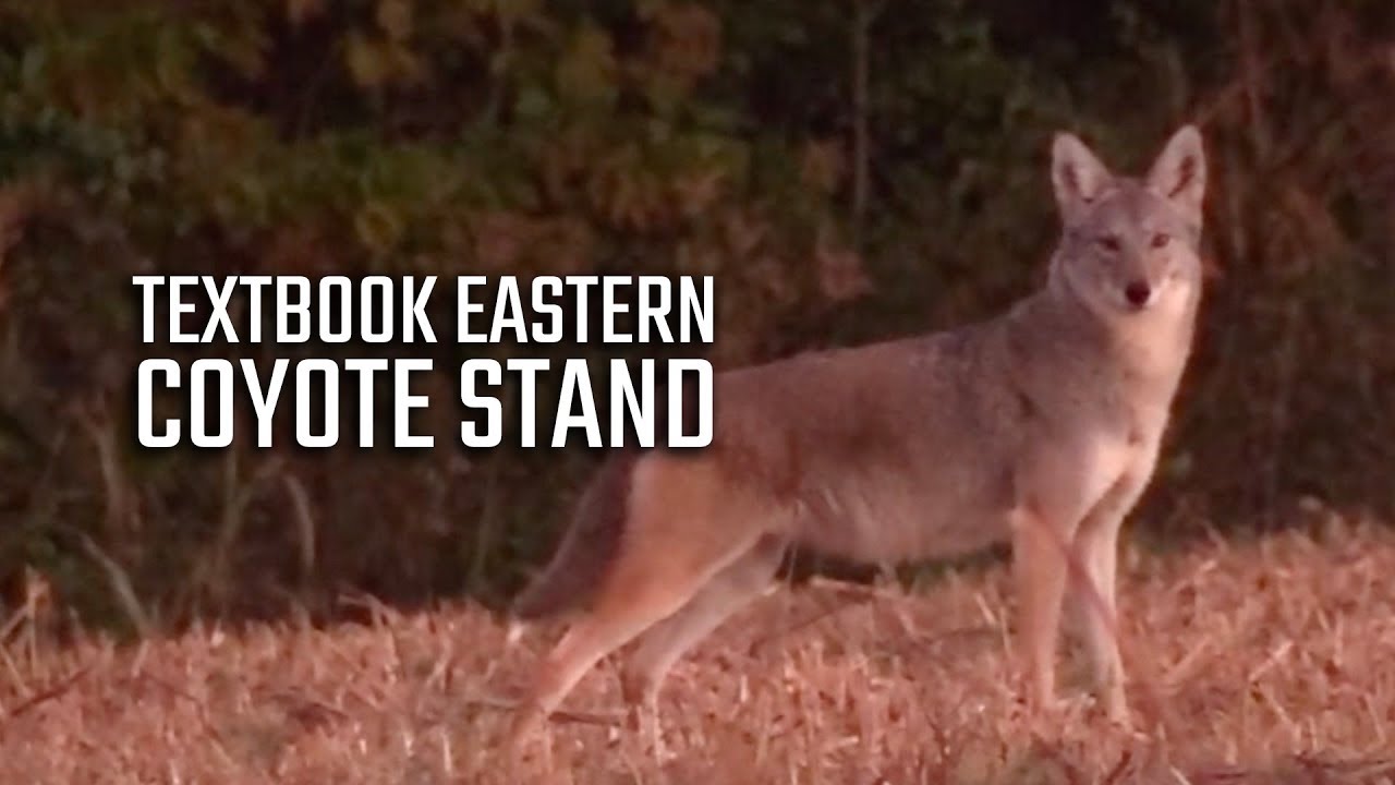 Textbook Eastern Coyote Stand – Coyote Hunting - YouTube