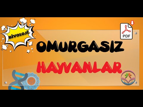 Omurgasız hayvanlar (tyt-2023)