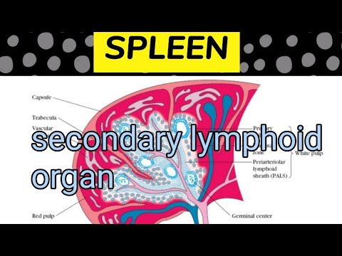 SPLEEN || Secondary lymphoid organ|| - YouTube