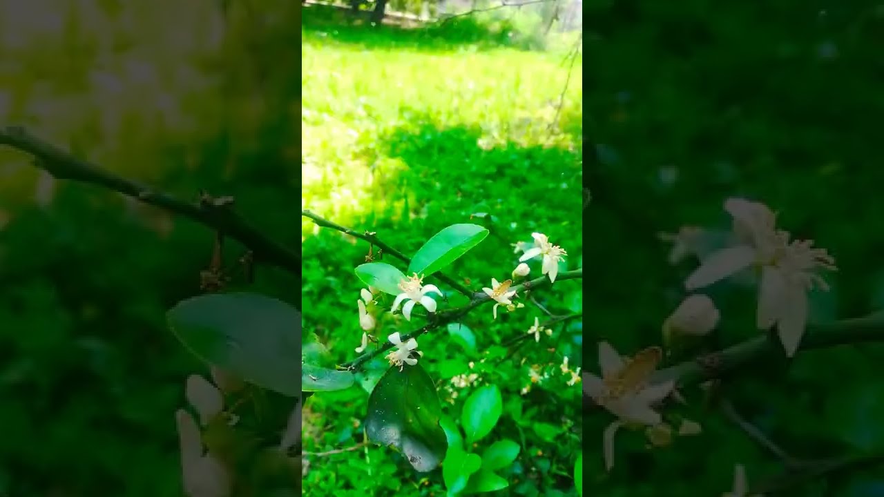 Nimbu Ka Phool - YouTube