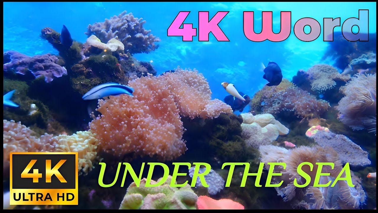 4K World | Under the sea | 4K Sea | Relaxing music - YouTube