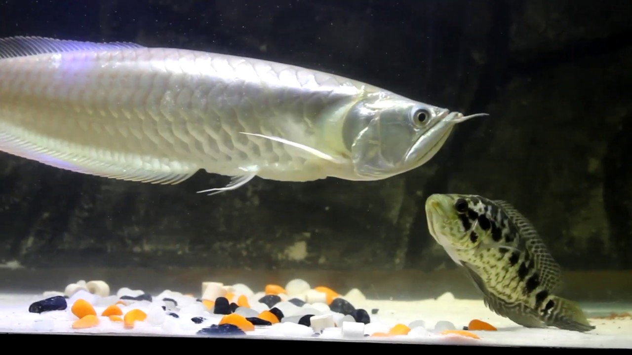 Arowana (The Historical Fish) - YouTube