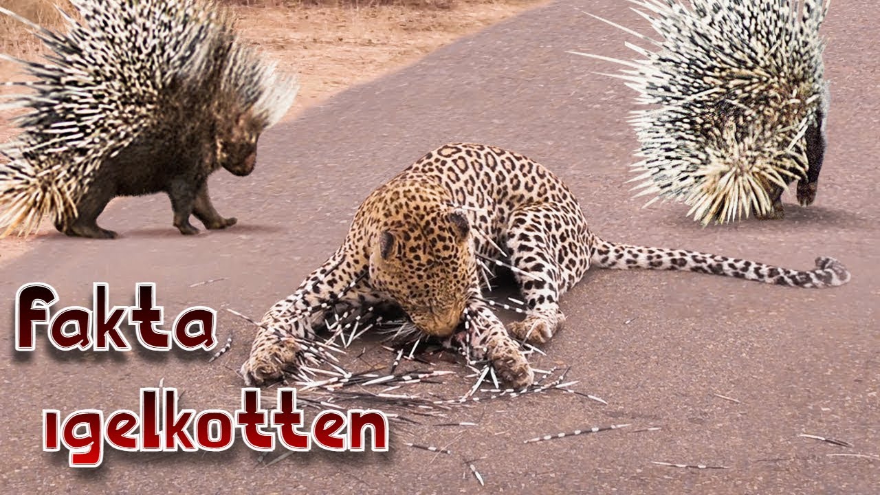Fakta om Igelkotten Hur Igelkotten Besegrade Lejonet och Tigern - YouTube