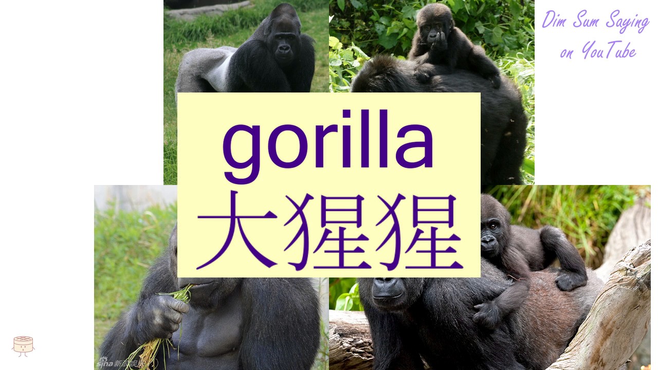 "GORILLA" in Cantonese (大猩猩) - Flashcard - YouTube