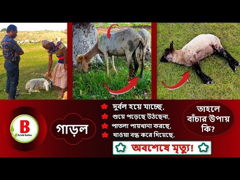 গাড়ল দুর্বল হয়ে মারা যাওয়ার কারন ও প্রতিকার । ভেড়া পালন । What is ...