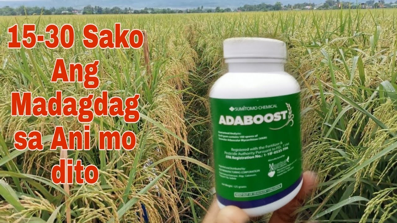 Ano ba ang Biofertilizer? | Adaboost Biofertilizer | Adaboost yield ...
