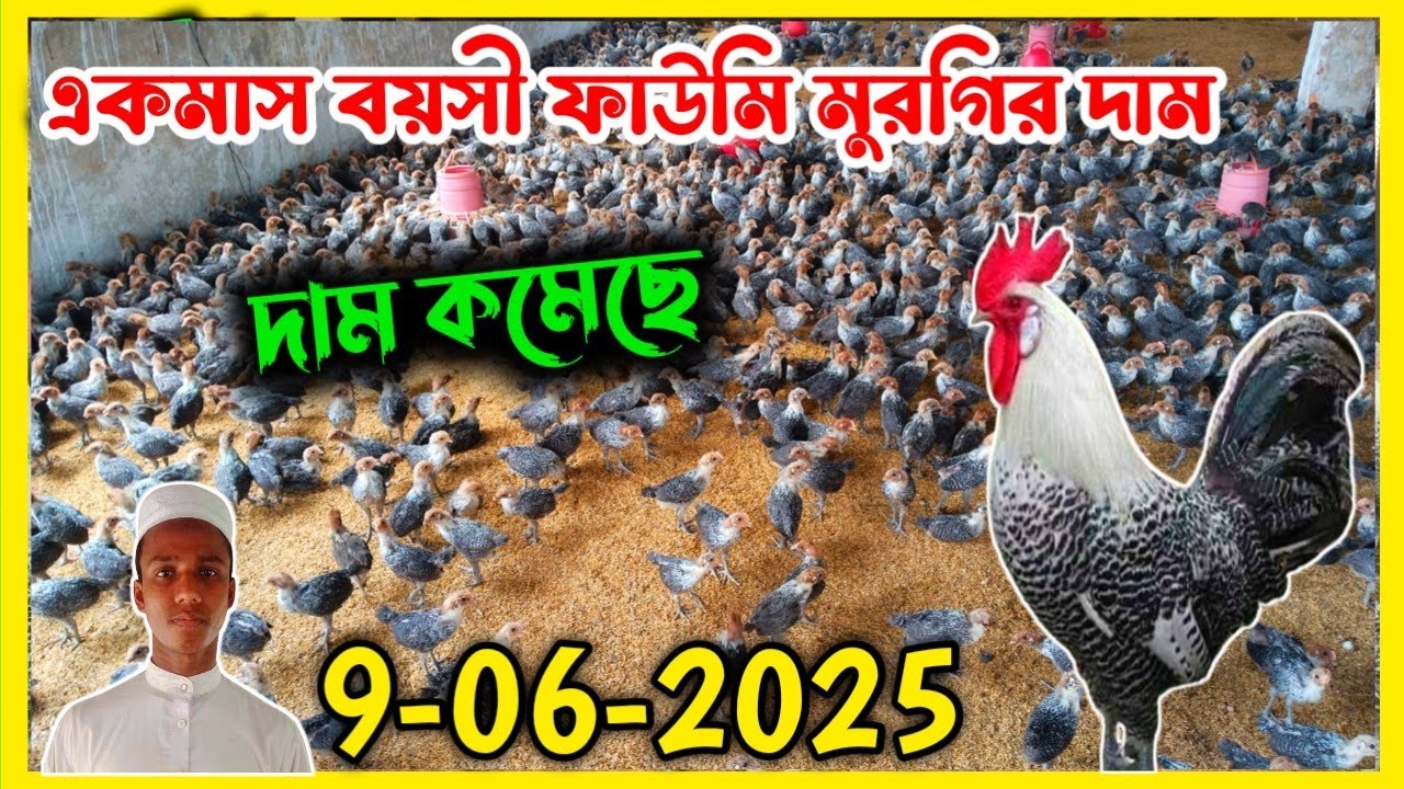 একমাস বয়সী ফাউমি মুরগির দাম জানুন || ফাউমি মুরগি কোথায় পাওয়া যায় ...
