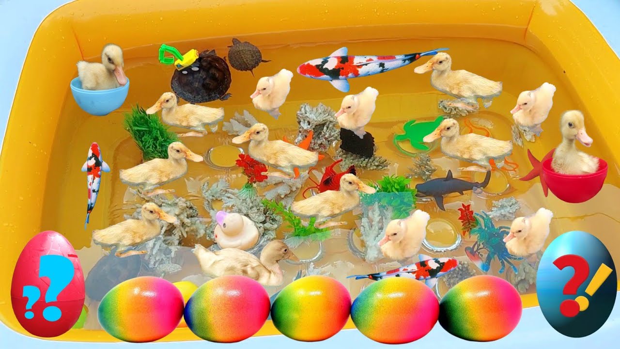 Surprise Eggs, Surprise Balls, Surprise Fish, Surprise Turtles, Frogs ...
