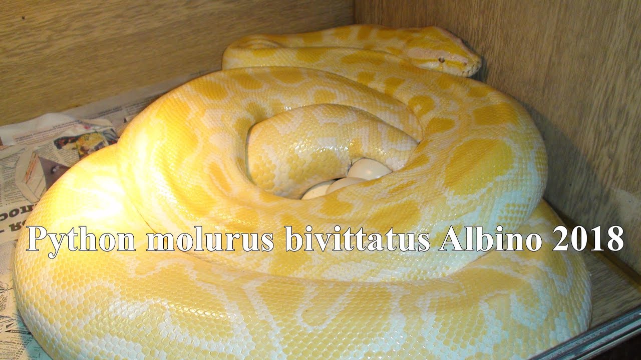 Змея откладывает яйца Темный тигровый питон Альбинос Breeding Python molurus bivittatus Albino ...