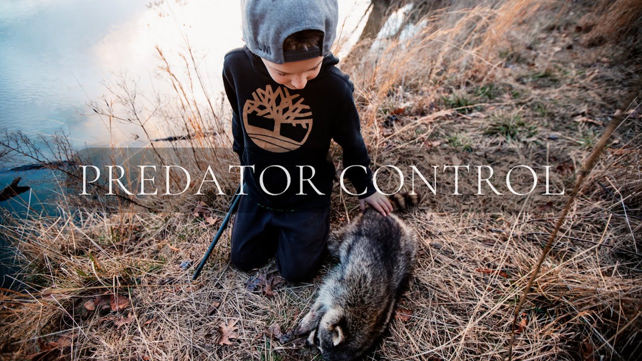 Trapping Raccoons With Levi - Duke Dog Proof Trap - YouTube